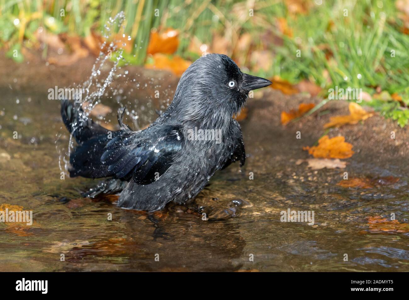 Portrait of a jackdaw (coloeus monedula) washing in a pool of water ...