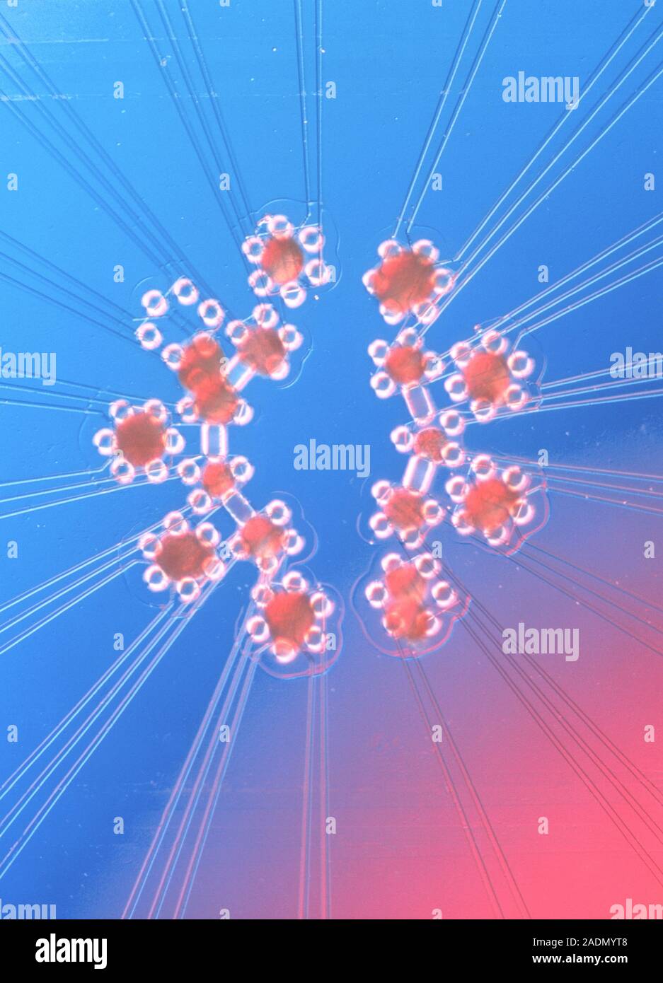Cybernetic circuit. Light micrograph of a circuit in which nerve cells ...
