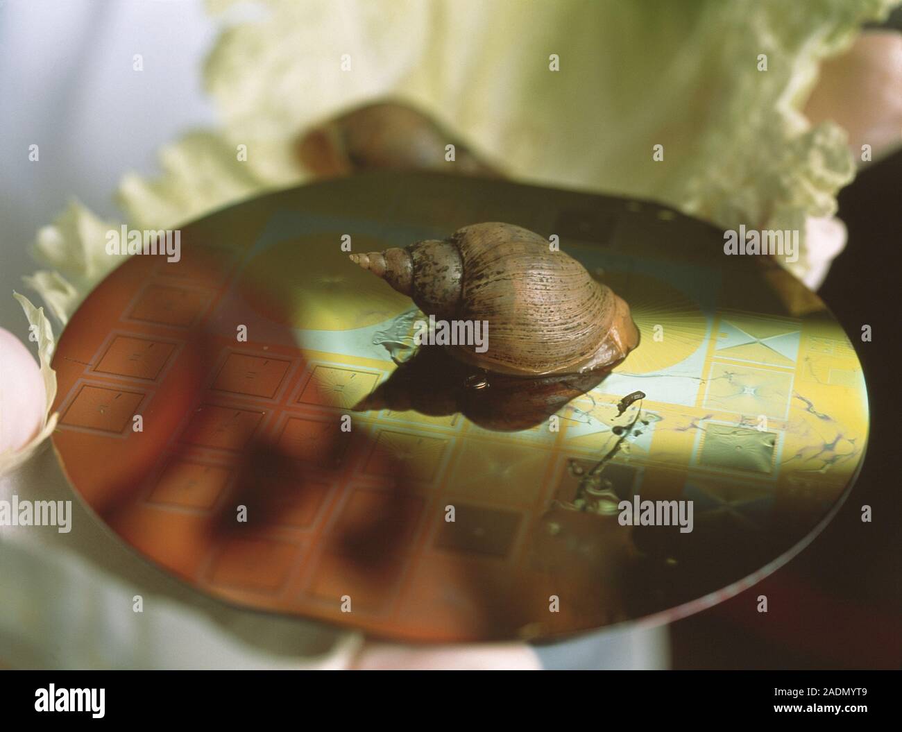 Cybernetics research. Pond snail (Lymnaea stagnalis) on a silicon wafer ...