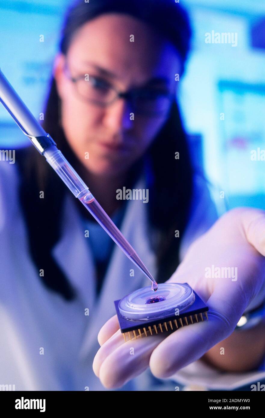 Neurochip research. Researcher pipetting liquid on to a neurochip. A ...