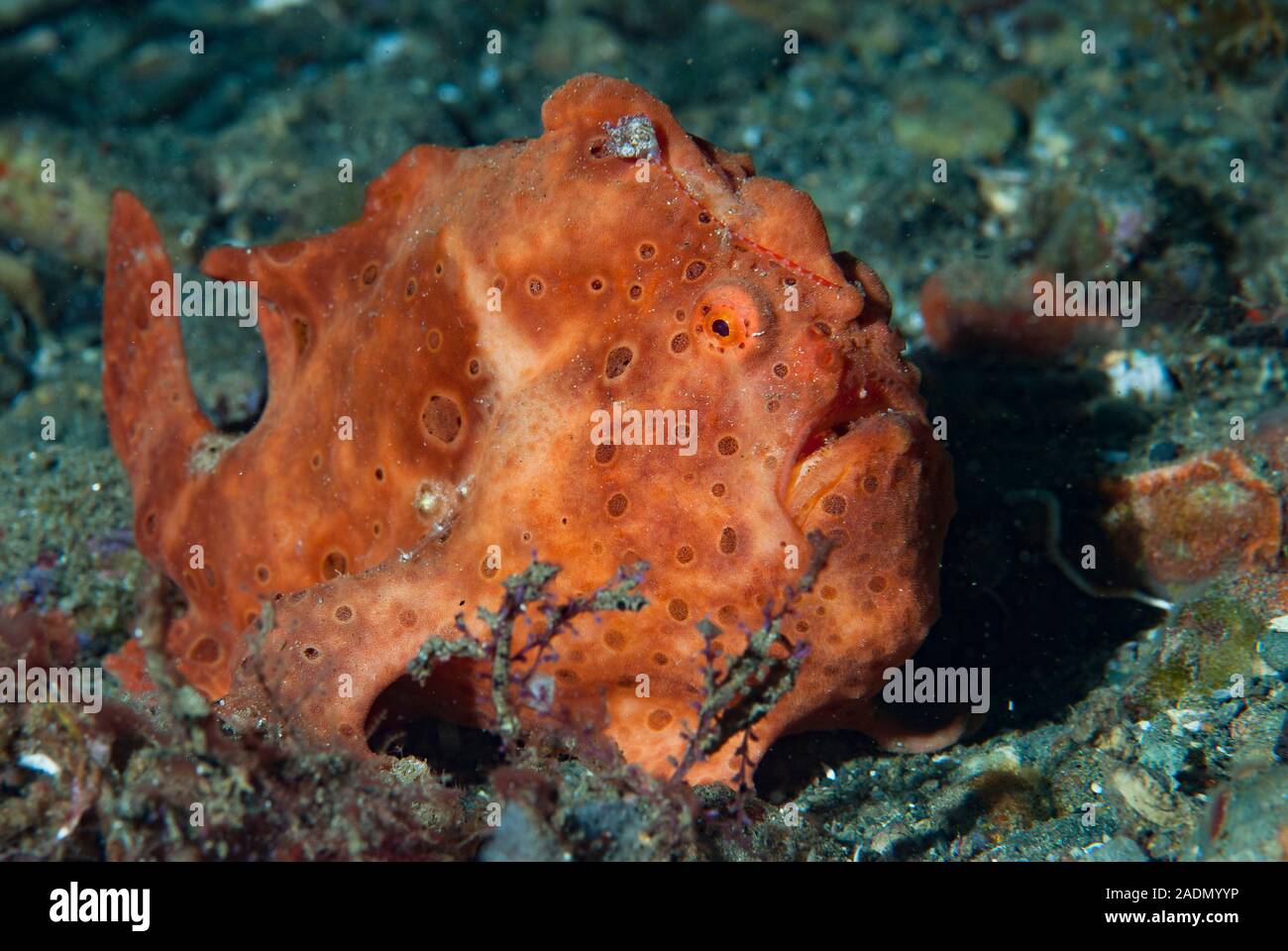 Painted frogfish Antennarius pictus Stock Photo - Alamy