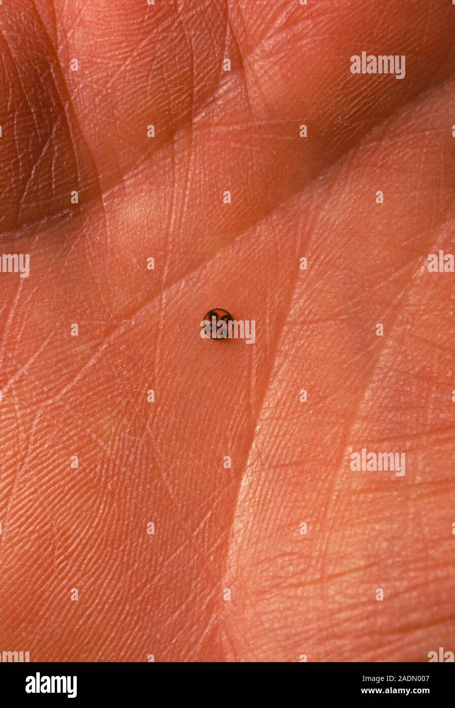 Microcogs (image 2 of 3). Close-up of microcogs forming a microgear ...