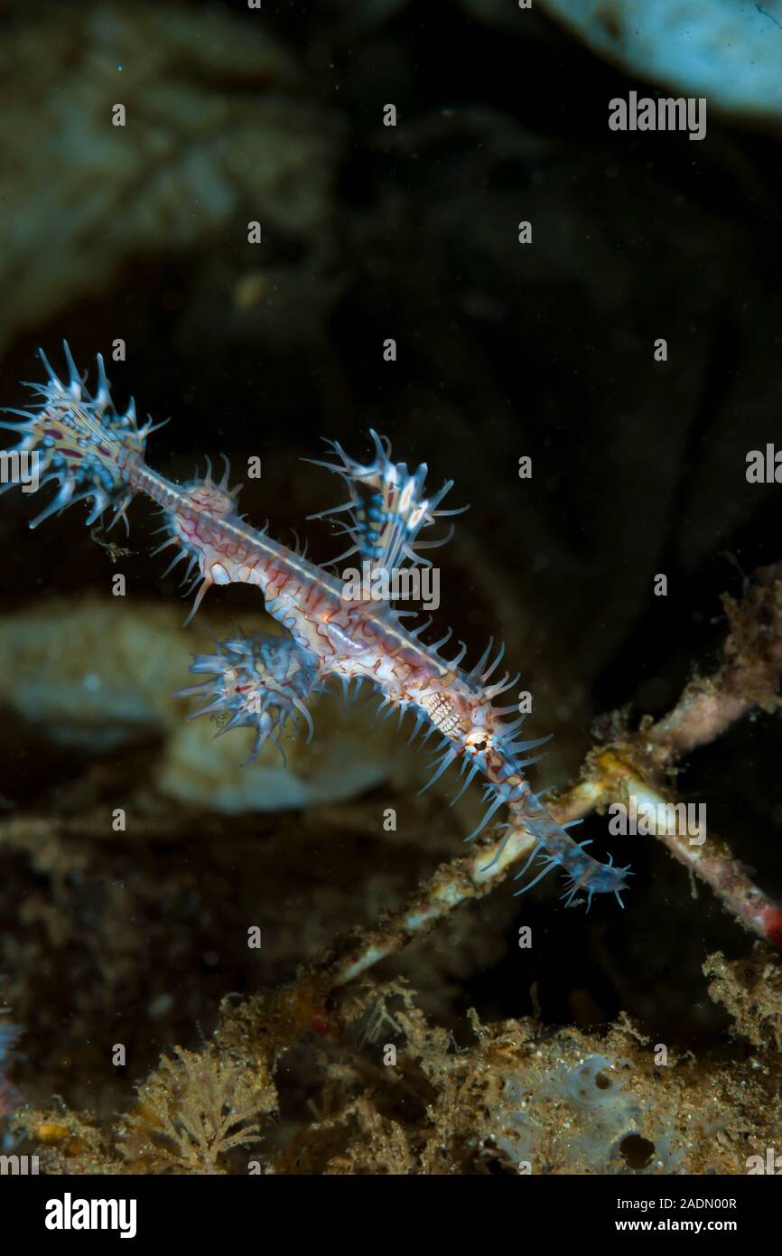 Seahorse ambon hi-res stock photography and images - Alamy