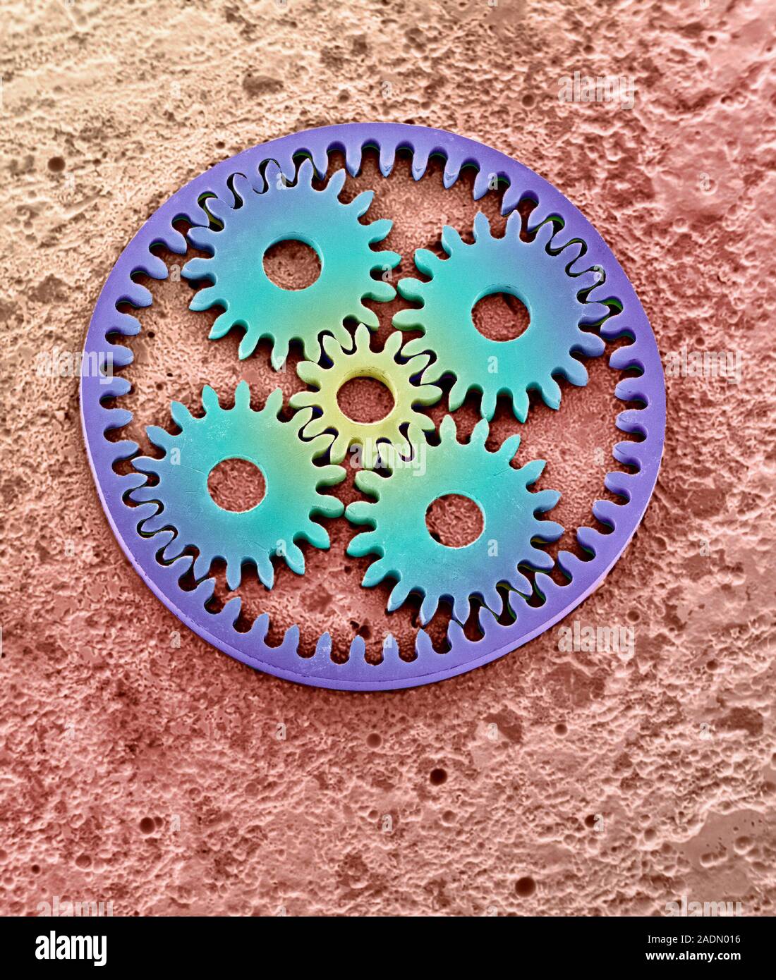 Microcogs (image 1 of 3). Coloured scanning electron micrograph (SEM ...