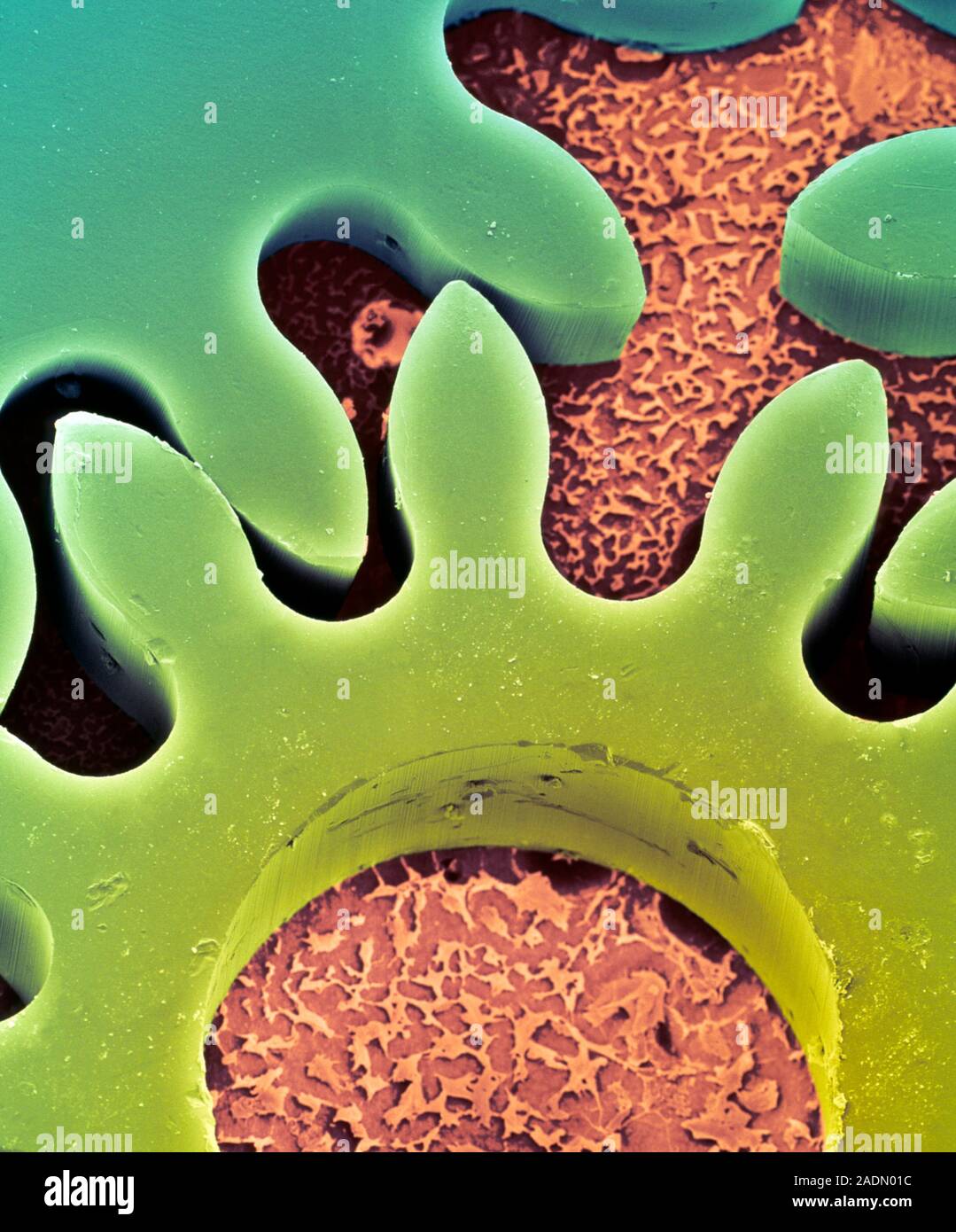 Microcogs (image 2 of 3). Coloured scanning electron micrograph (SEM ...