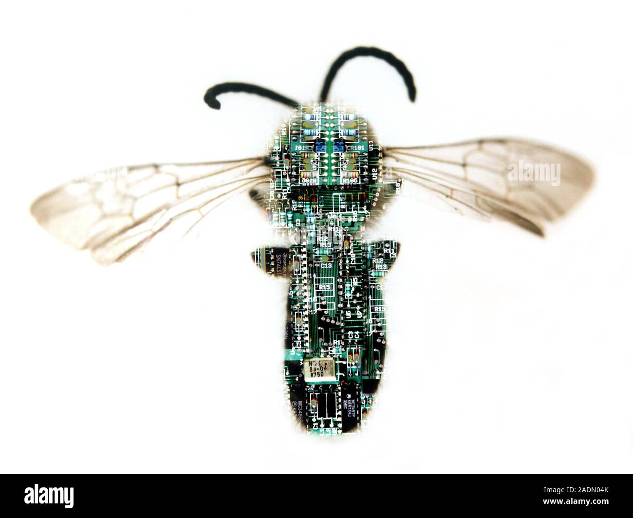 Electronic wasp. Conceptual computer artwork of a wasp with a circuit ...