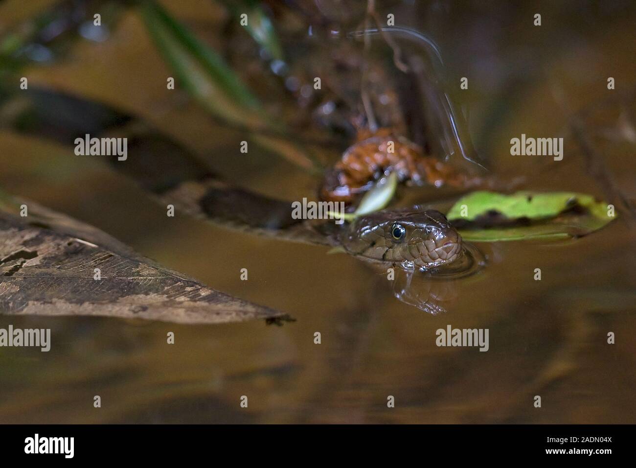 Keelback snake hi-res stock photography and images - Alamy