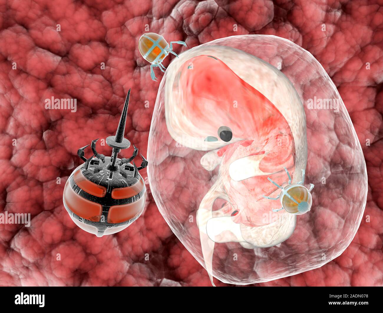 Nanorobots working on an embryo, computer artwork. Nanotechnology is an ...
