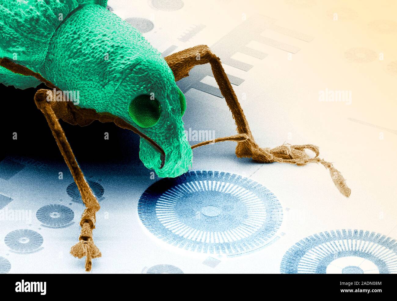 Weevil and MEMS device, coloured scanning electron micrograph (SEM ...
