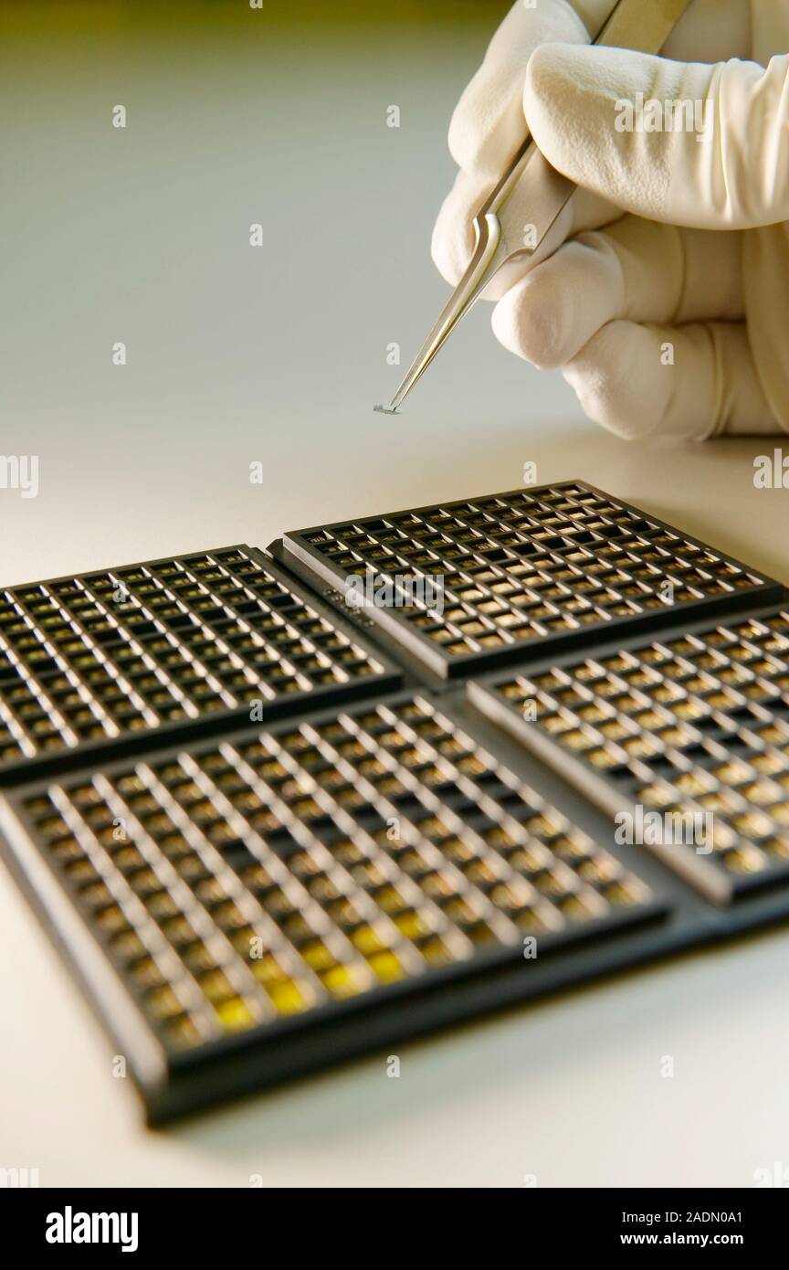 MODEL RELEASED. MEMS production. Tweezers being used by a clean room ...