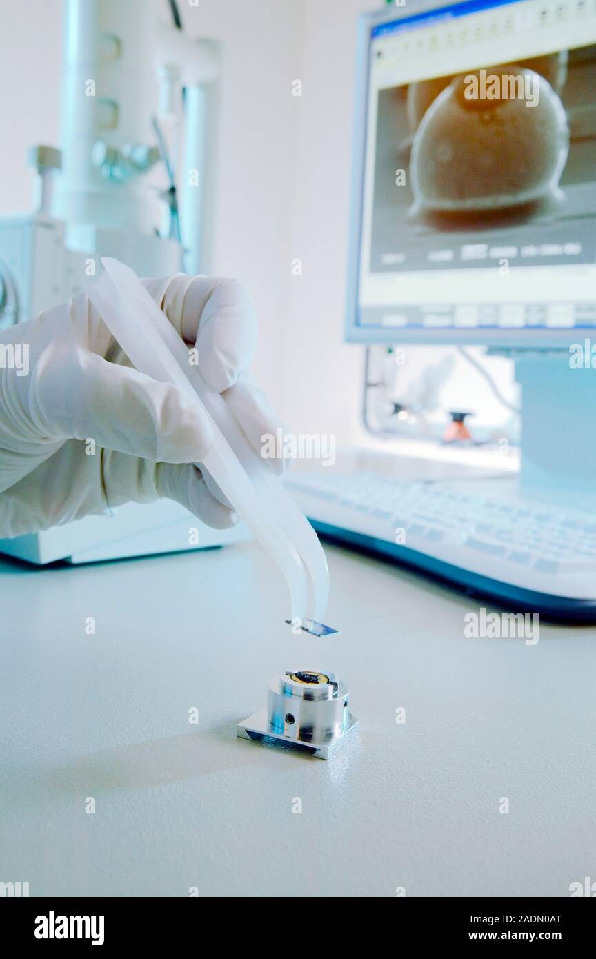 MODEL RELEASED. MEMS production. Tweezers being used by a clean room ...