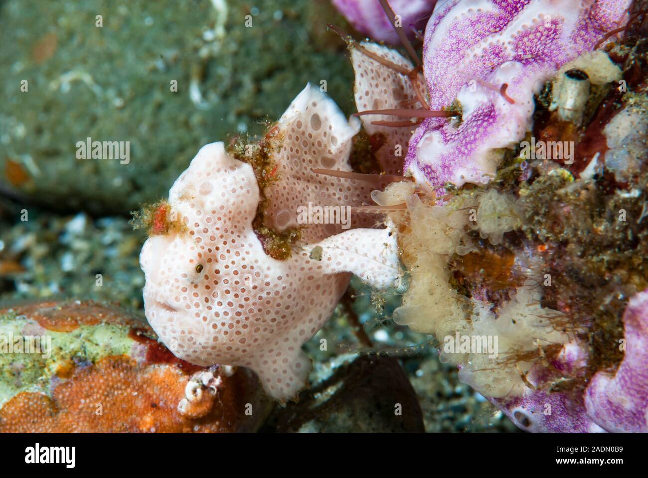 Warty painted hi-res stock photography and images - Alamy