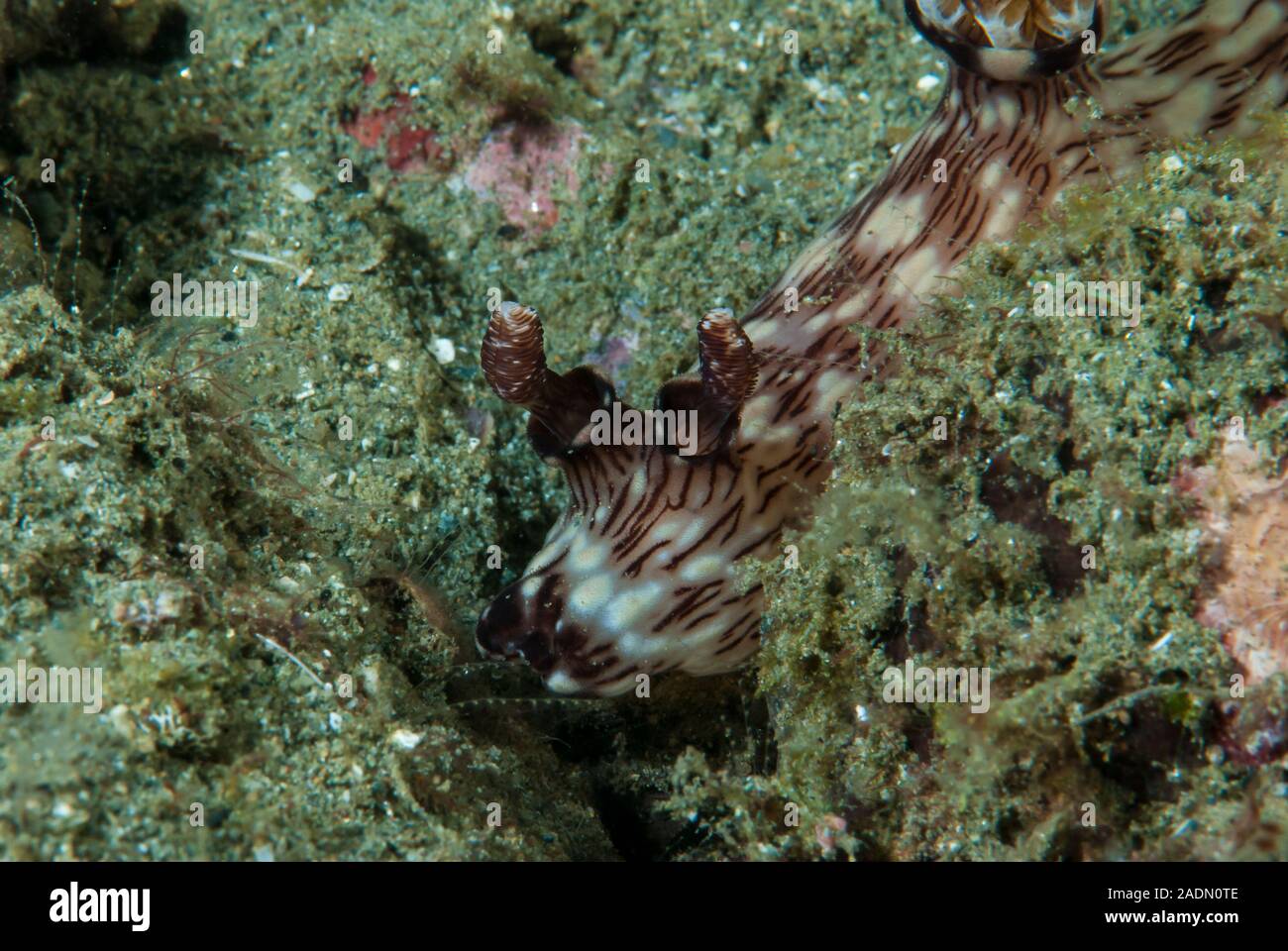 Reproduction nudibranch hi-res stock photography and images - Alamy