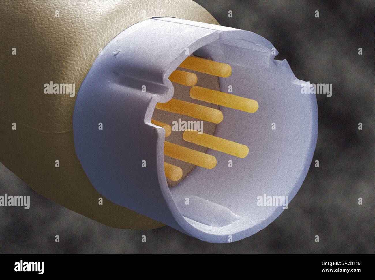 Mouse connector. Coloured scanning electron micrograph (SEM) of a PS/2 ...