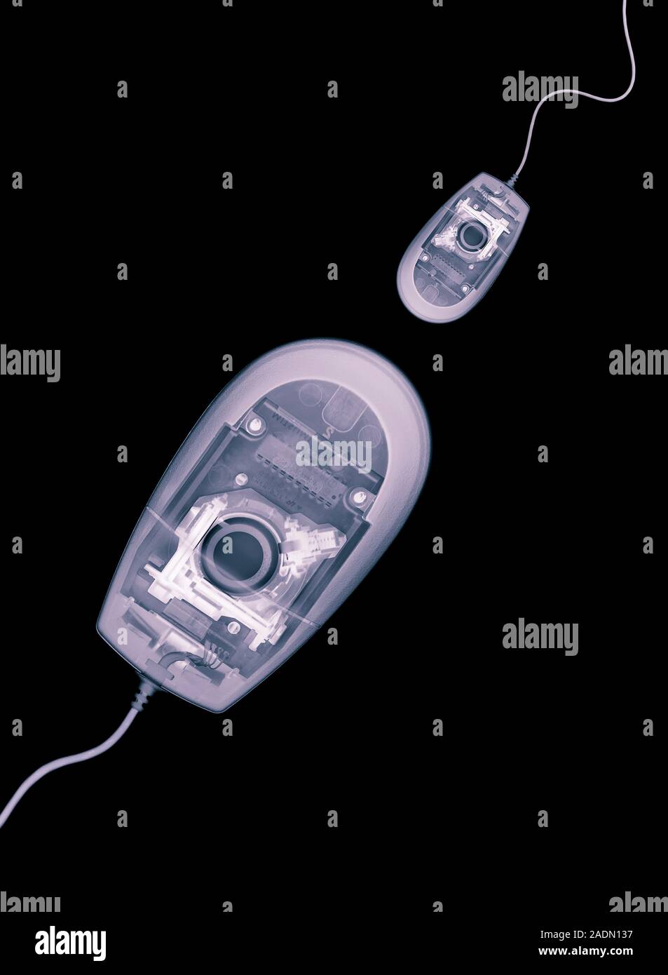 Computer mice. Computer artwork of an X-ray of computer mice. A track ...