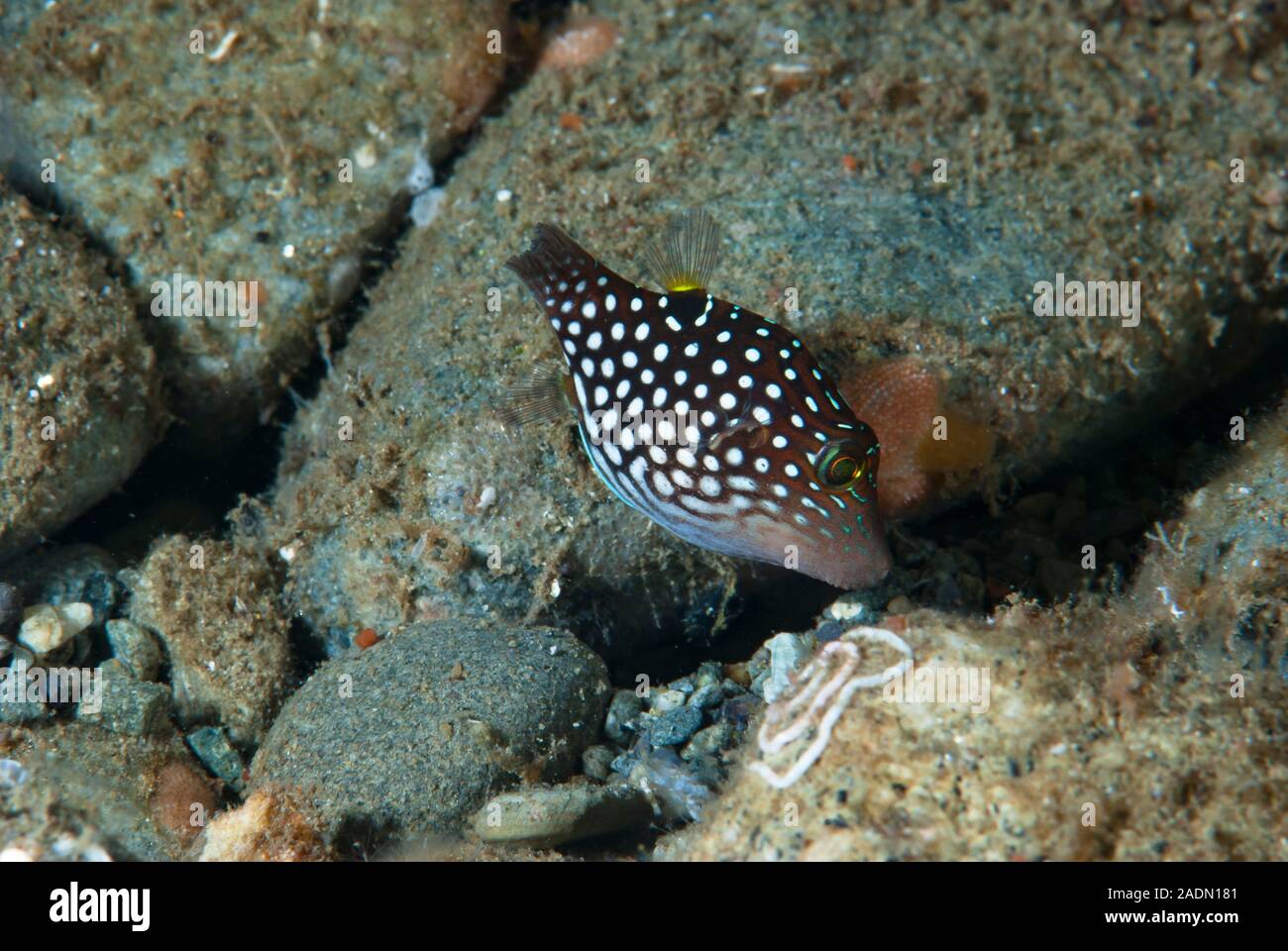 White-Spotted Pufferfish Canthigaster janthinoptera Stock Photo - Alamy