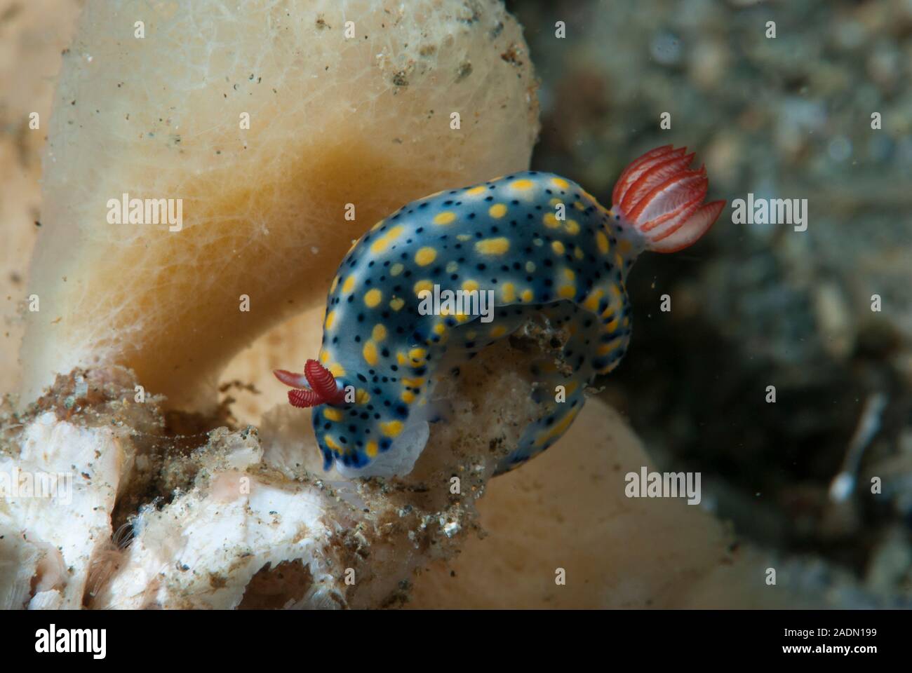 Nudibranch anatomy hi-res stock photography and images - Alamy