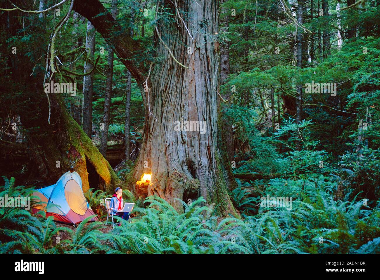 Laptop computer being used by a woman in a forest campsite. Laptops ...