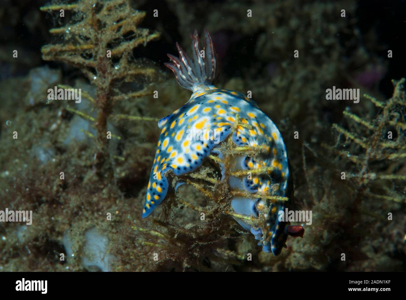 Hypselodoris infucata hi-res stock photography and images - Alamy
