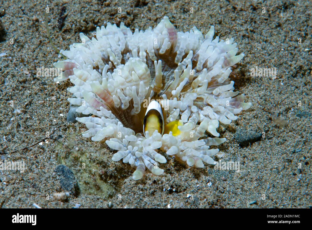 Fish juvenile clarkii hi-res stock photography and images - Alamy