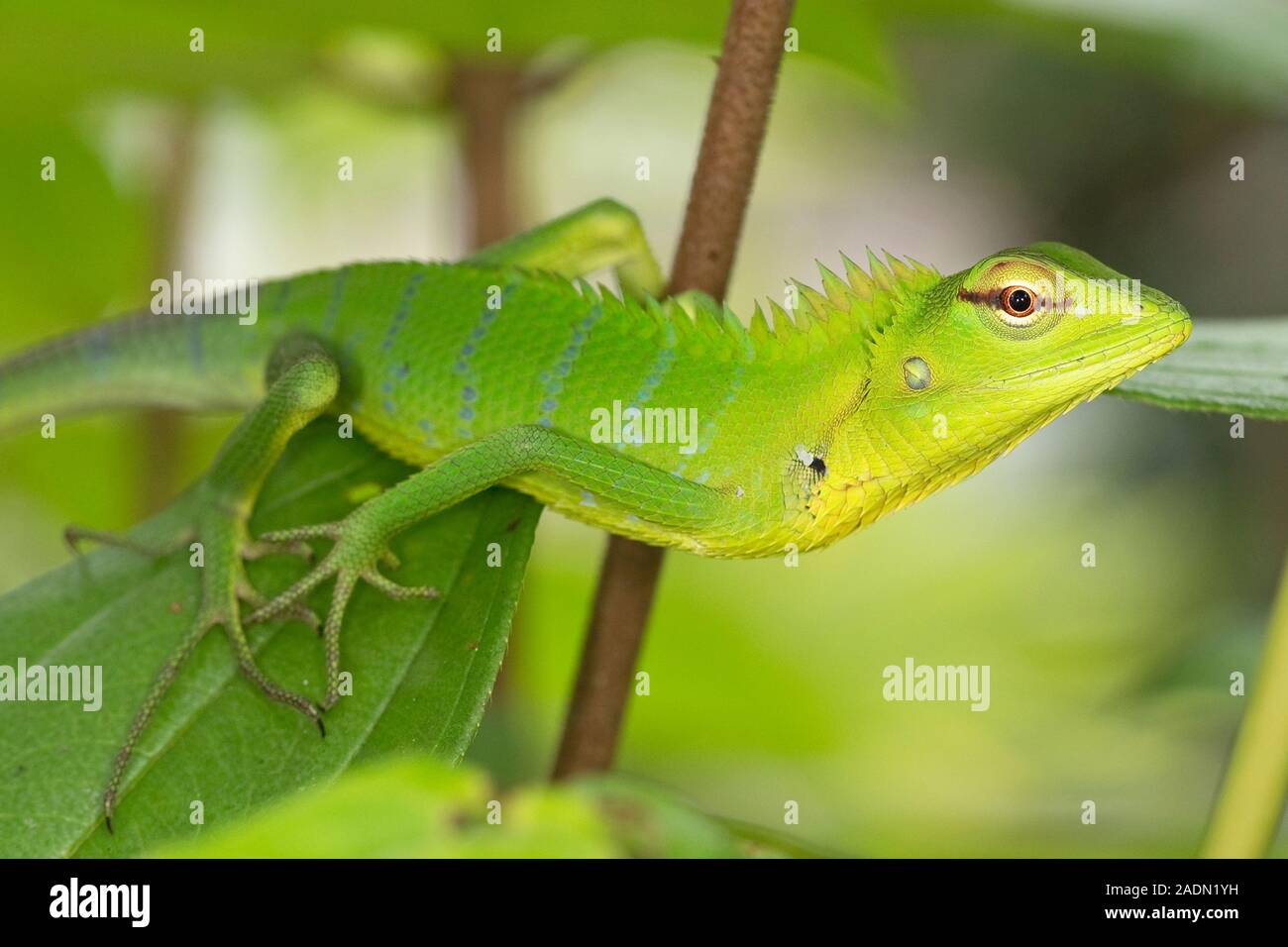Calotes indian lizard hi-res stock photography and images - Alamy