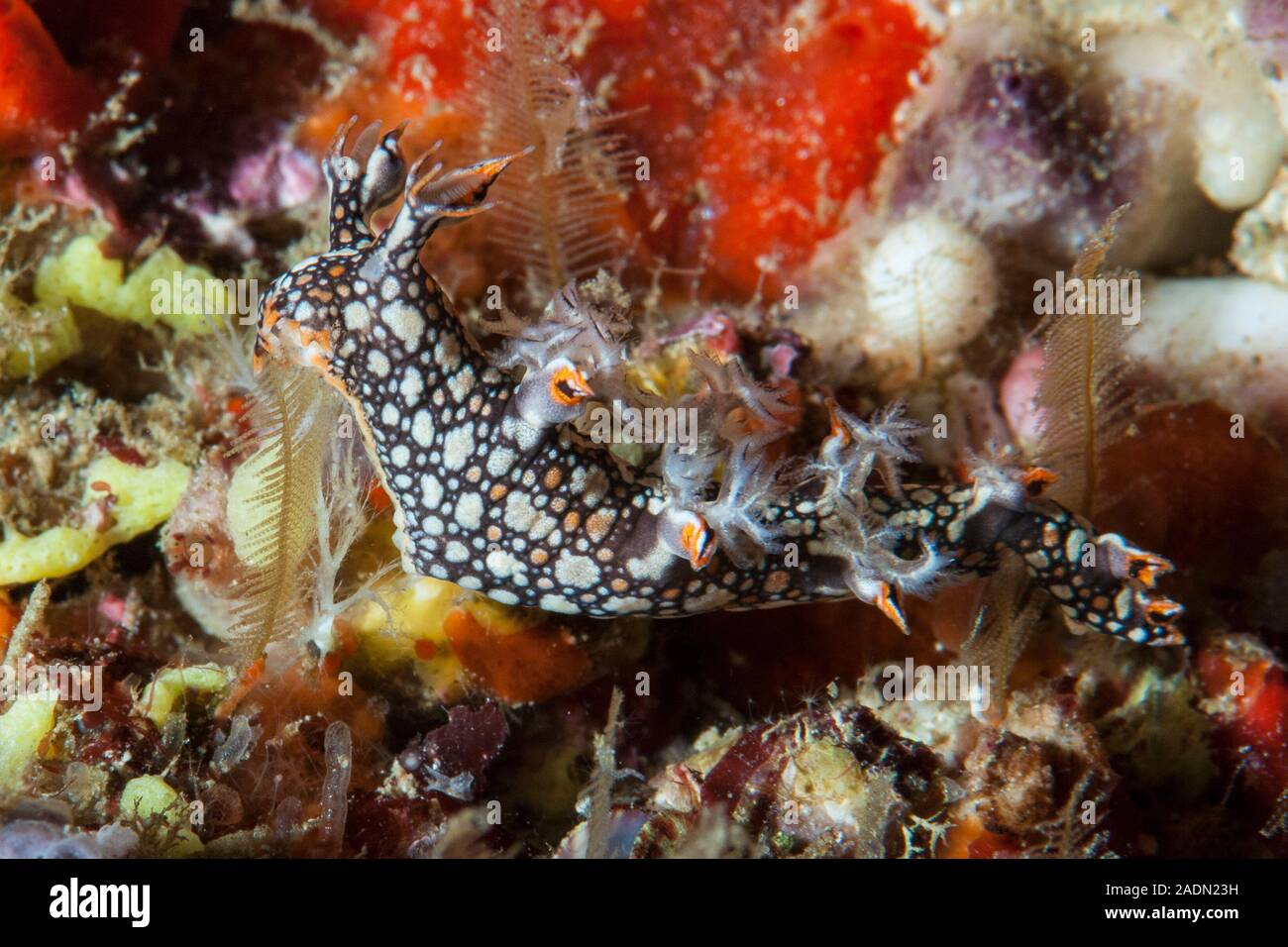 Nudibranch anatomy hi-res stock photography and images - Alamy
