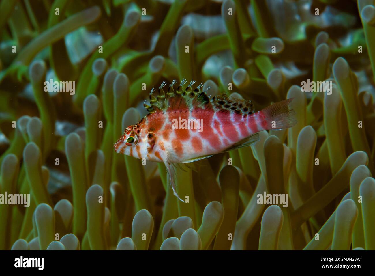 Dwarf Hawkfish Cirrhitichthys falco Stock Photo - Alamy
