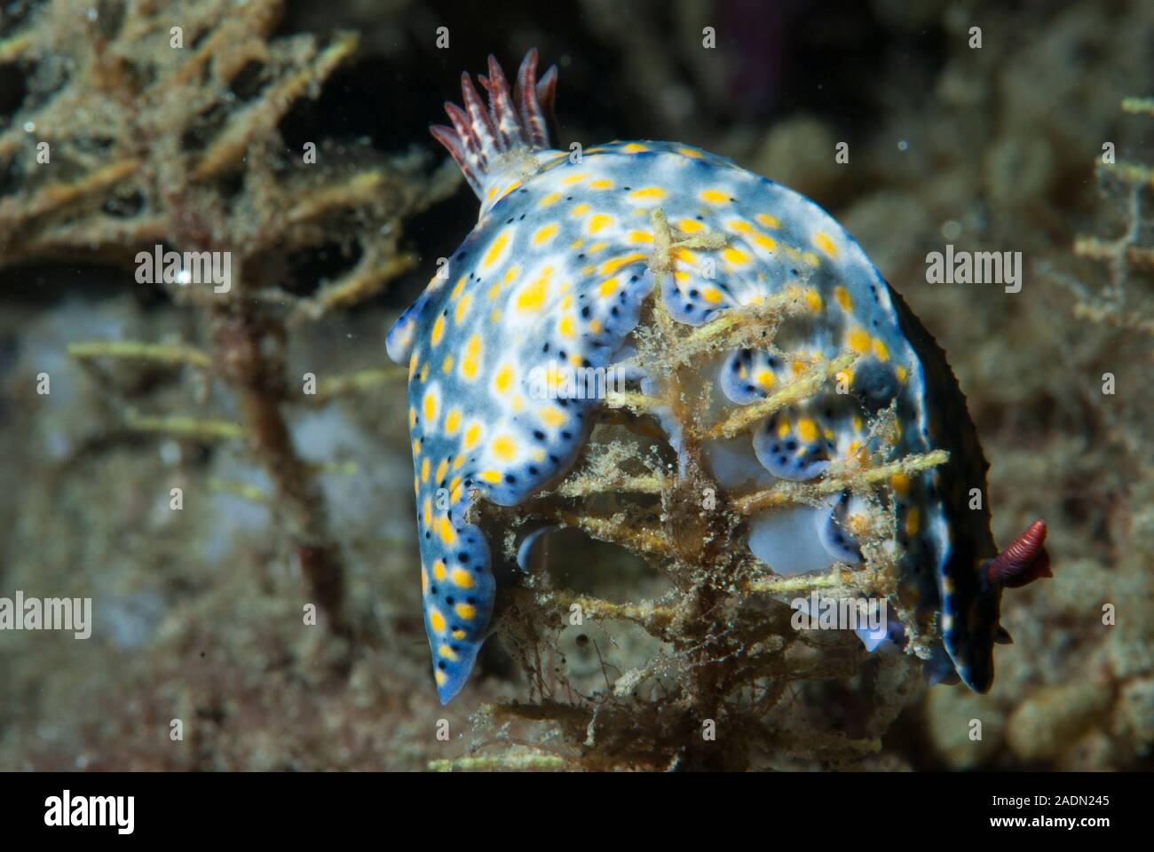Hypselodoris infucata hi-res stock photography and images - Alamy