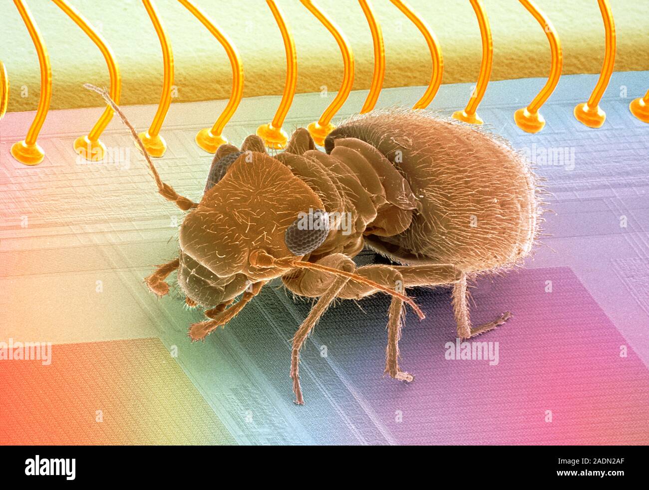 Millennium bug. Coloured scanning electron micrograph (SEM) of a ...