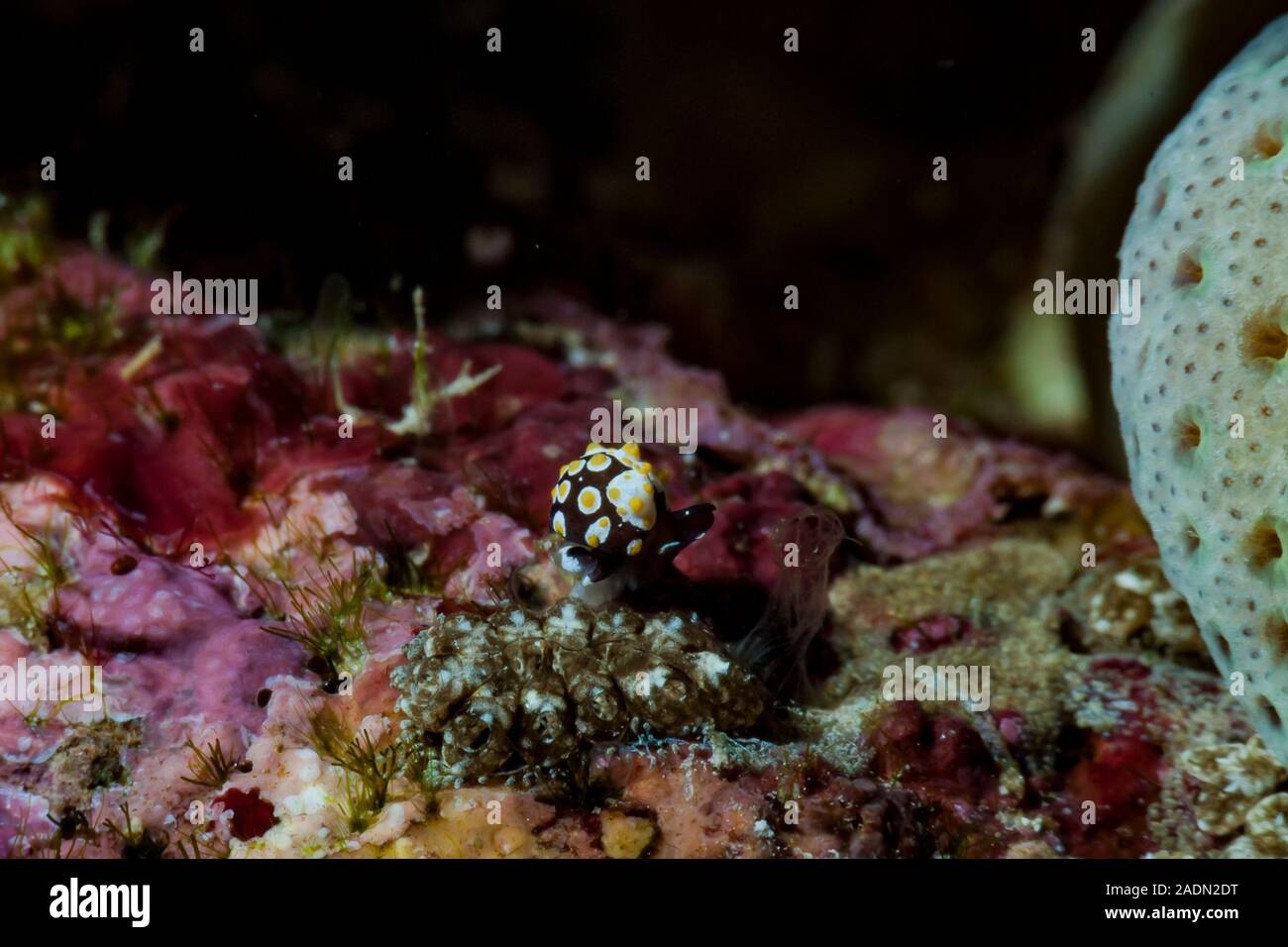 Cephalaspidea hi-res stock photography and images - Alamy