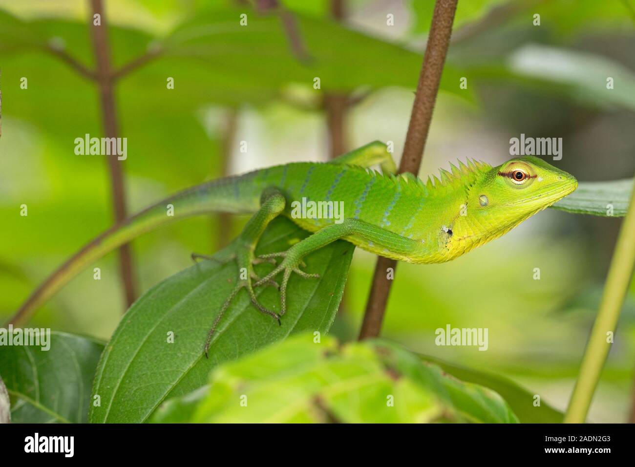 Green Forest Lizard (Calotes calotes Stock Photo - Alamy