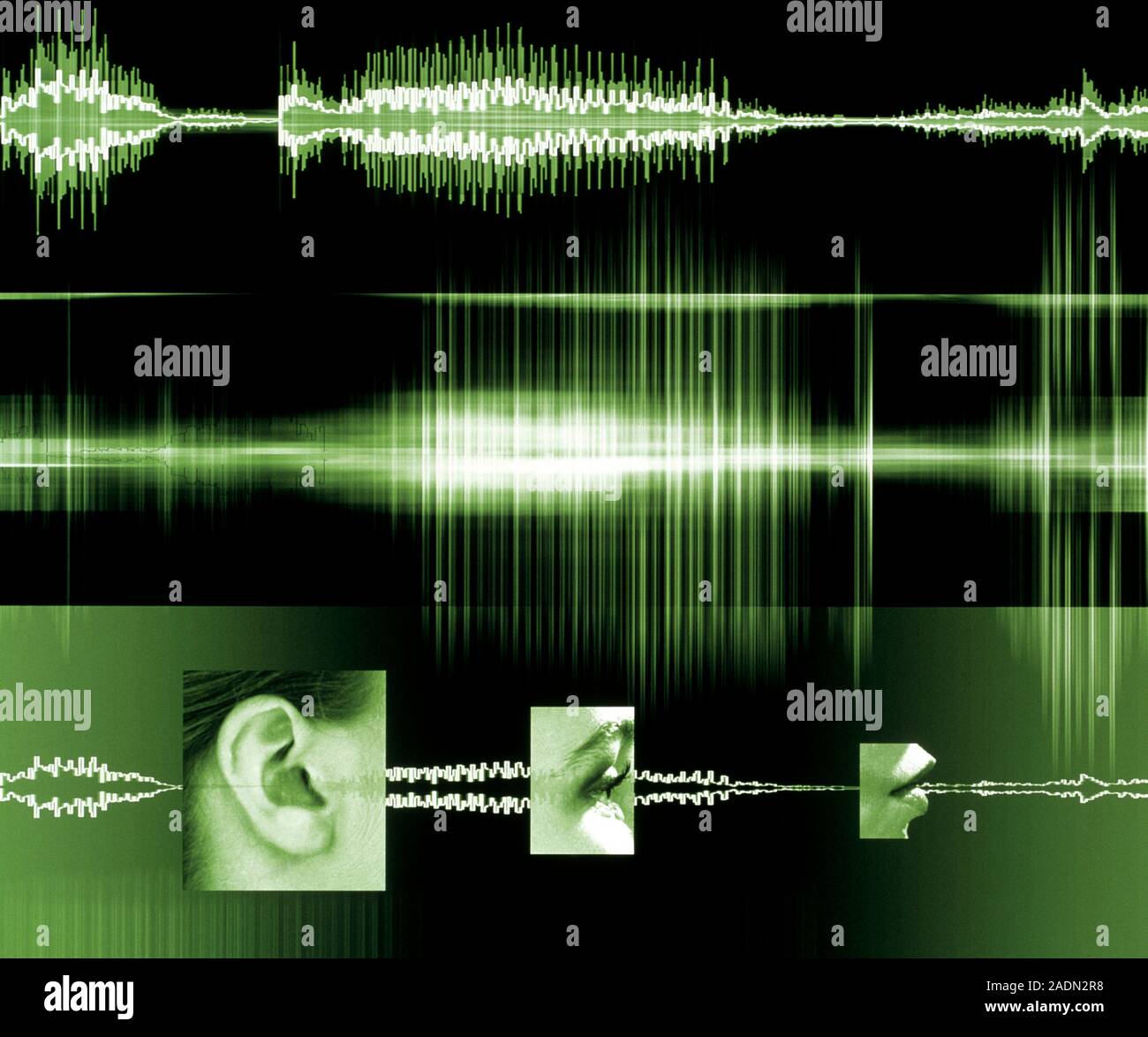 Voice recognition. Conceptual computer artwork of voice patterns (jagged waveforms, green), an ...
