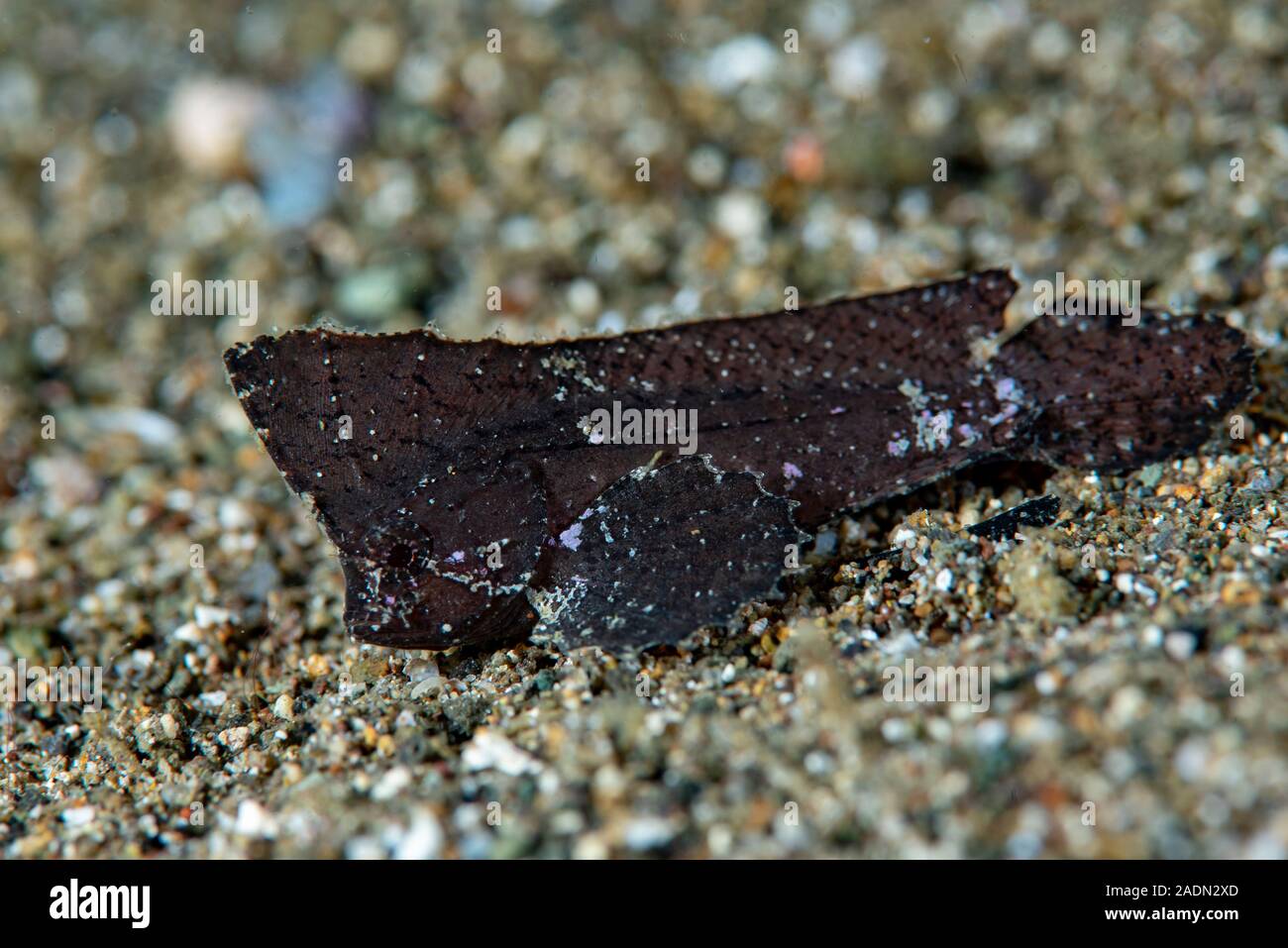 Long spined waspfish hi-res stock photography and images - Alamy