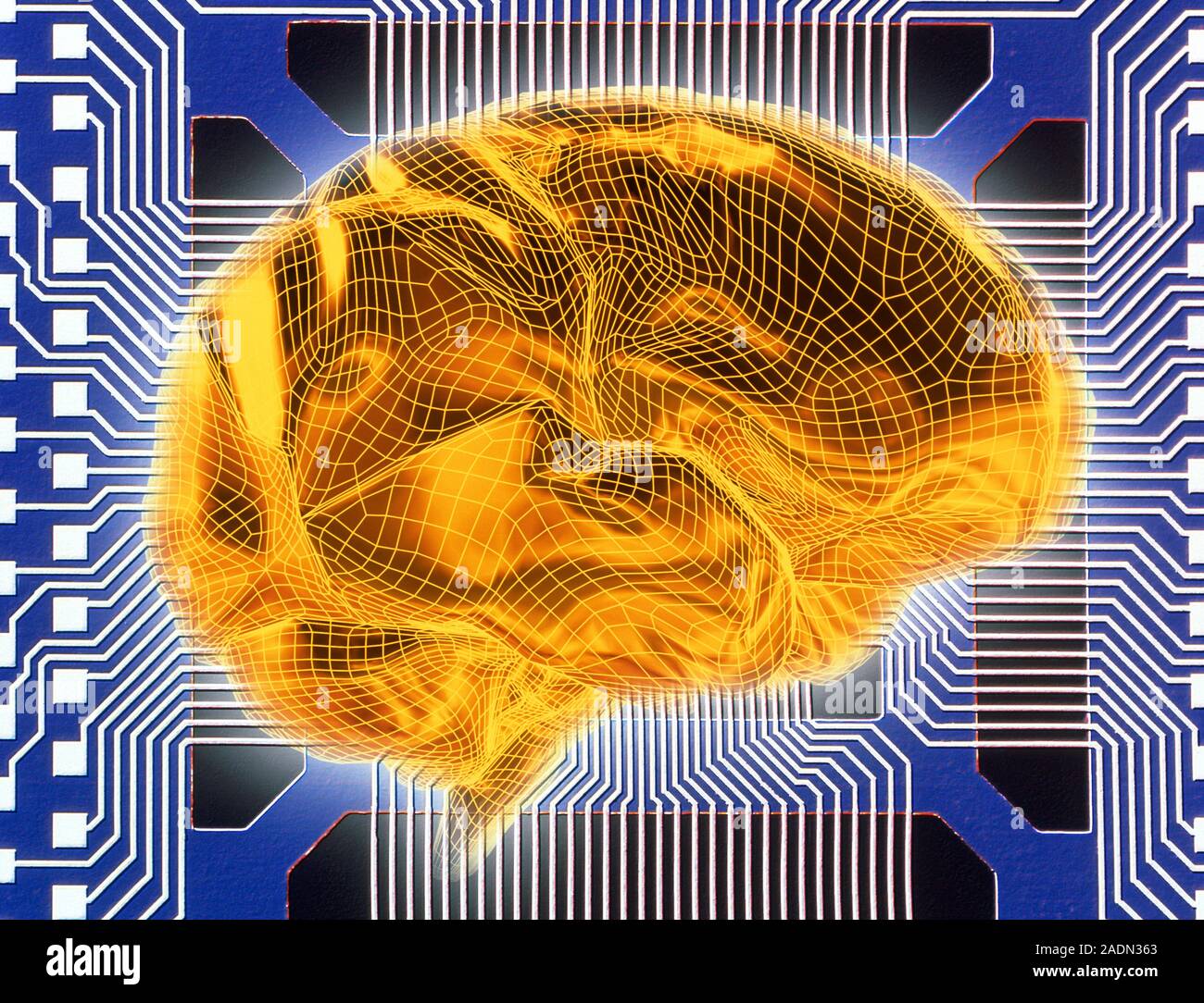 Artificial intelligence. Conceptual computer artwork of a human brain ...