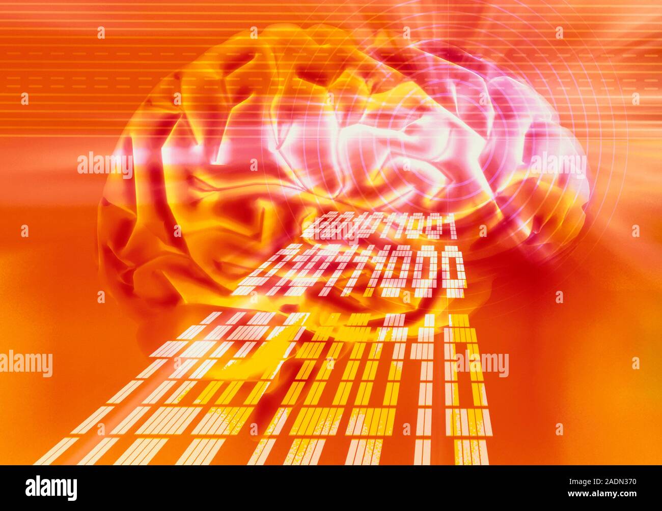 Artificial intelligence (AI). Conceptual computer artwork of a human ...