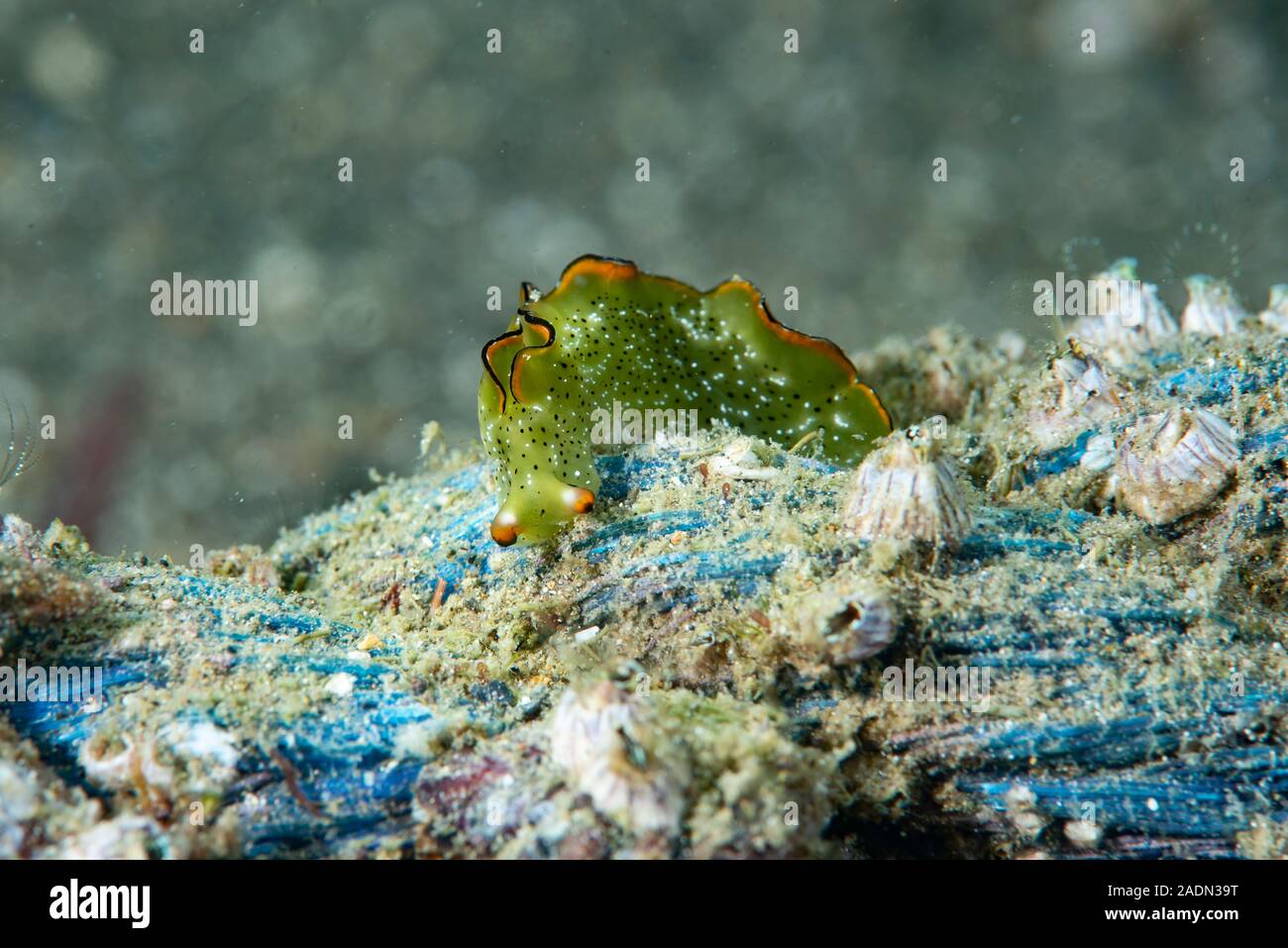 Slug anatomy hi-res stock photography and images - Alamy
