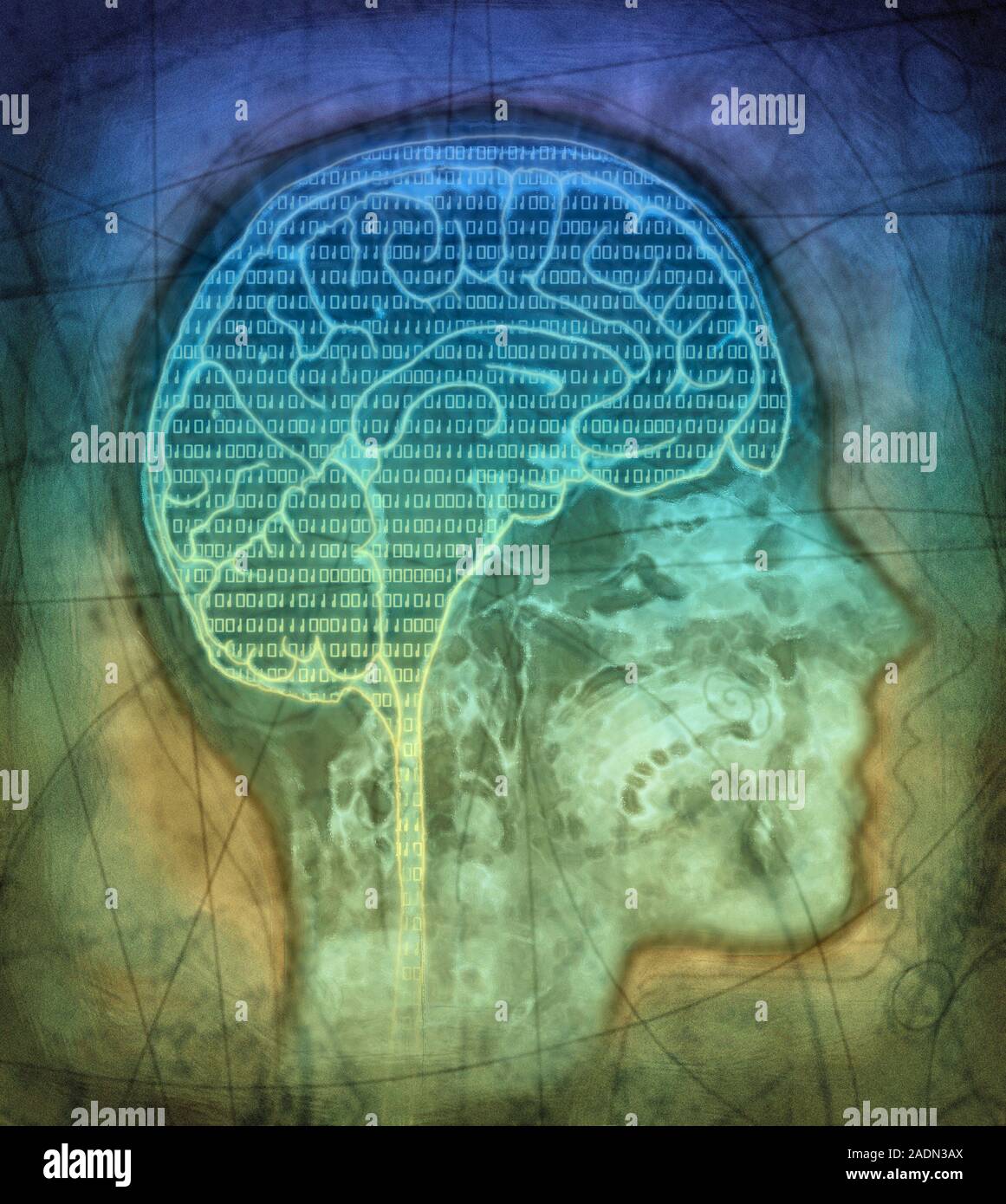 Artificial intelligence. Conceptual artwork of a human brain overlaid with binary digits ...
