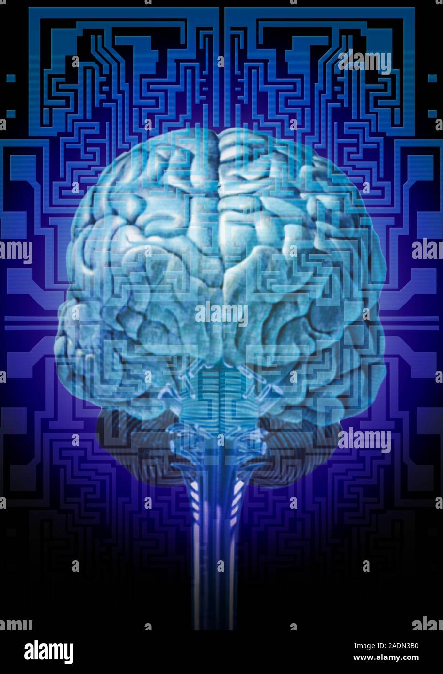 Artificial intelligence. Conceptual computer artwork of a human brain ...