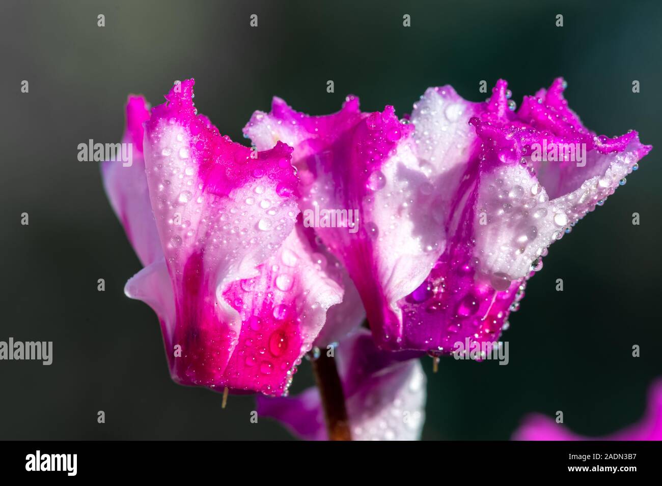 Colorsplash of cyclamen origami flowers in bloom Stock Photo - Alamy