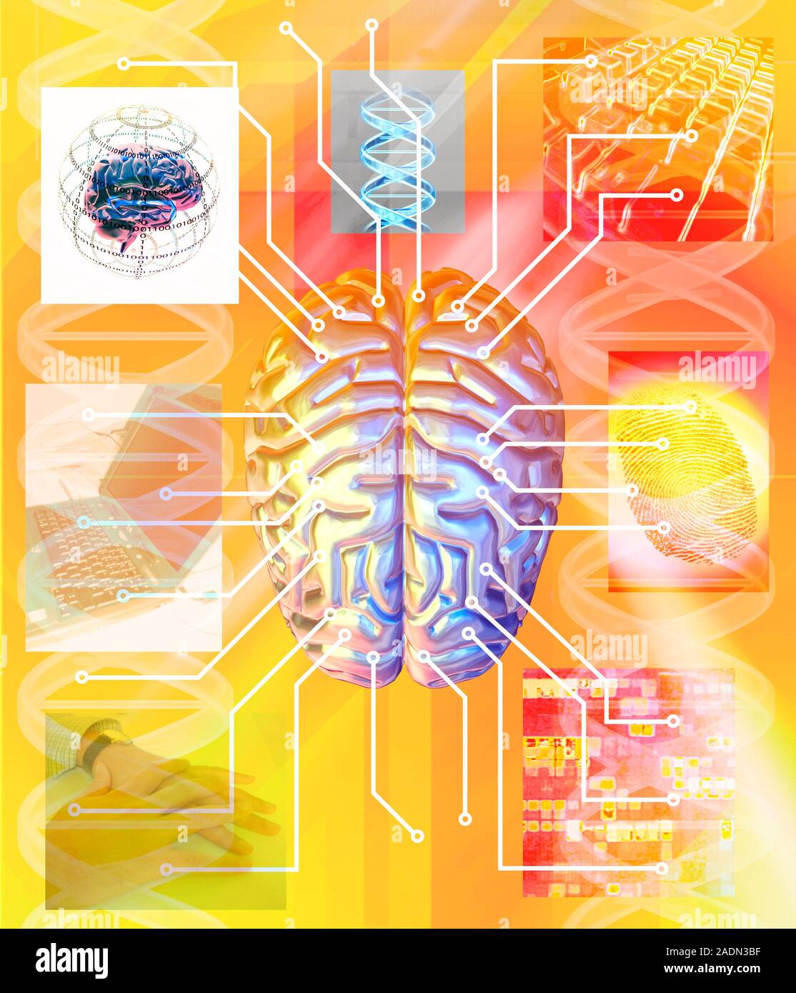 Artificial brain. Conceptual computer artwork of a human brain at the ...