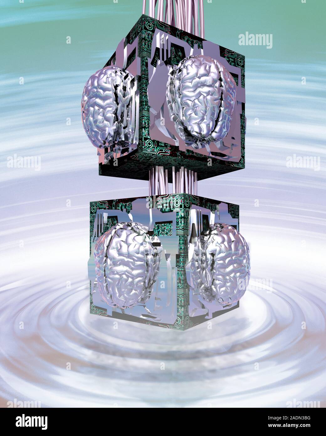 Artificial brains. Conceptual computer artwork of brains being created ...