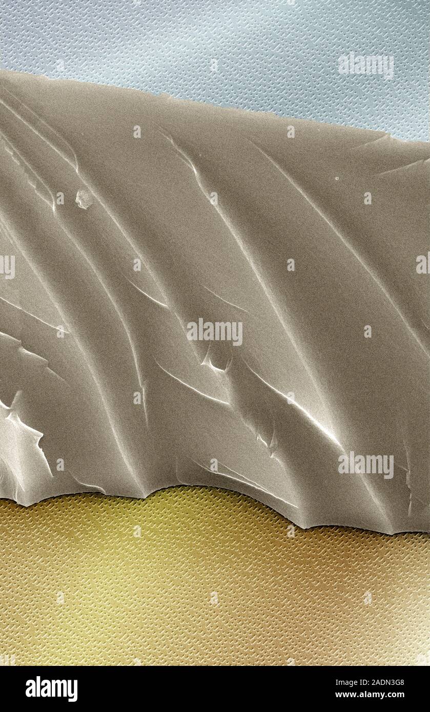 DVD layers. Coloured scanning electron micrograph (SEM) of the pitted ...