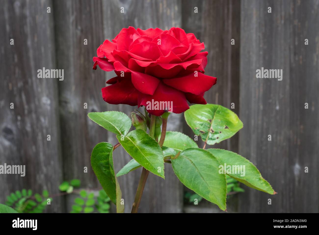 Single red rose flower hi-res stock photography and images - Alamy