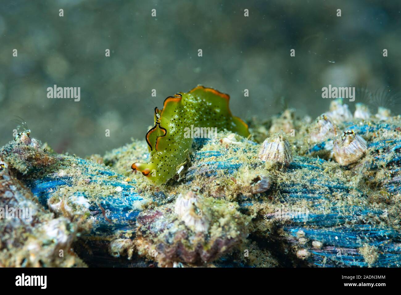 Slug anatomy hi-res stock photography and images - Alamy