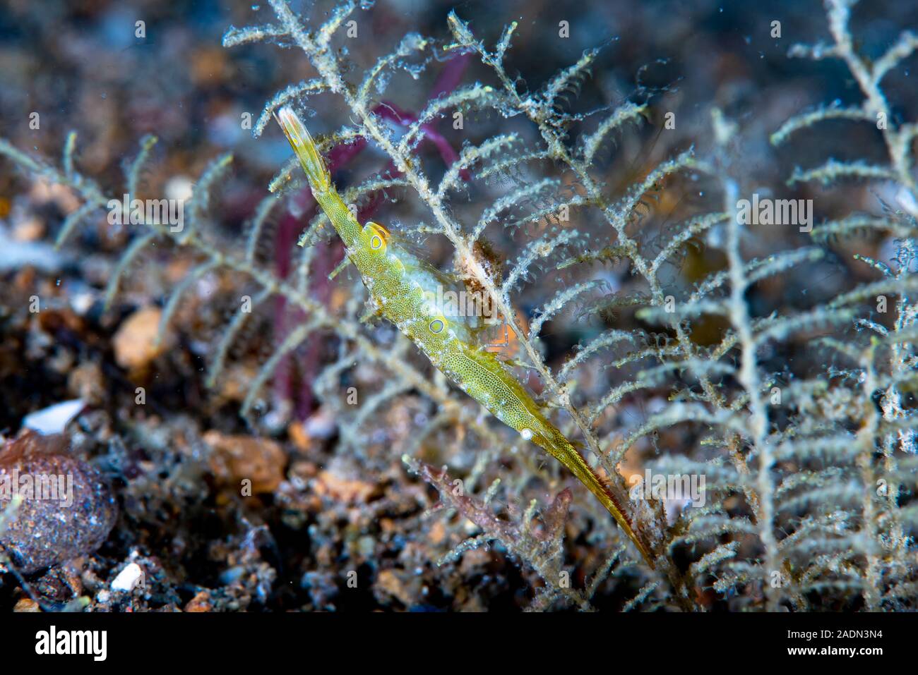 Tozeuma Lanceolatum High Resolution Stock Photography and Images - Alamy