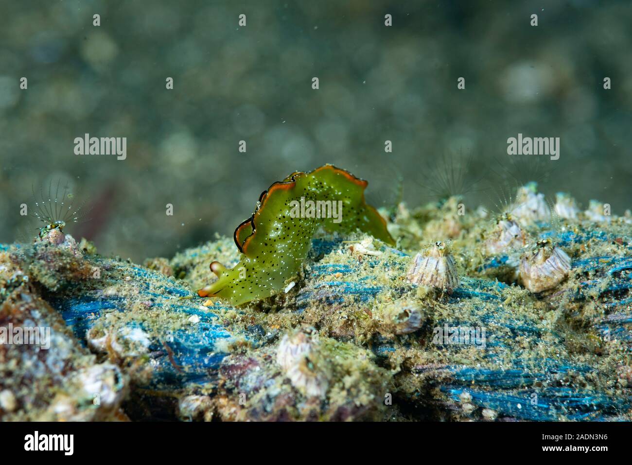 Slug anatomy hi-res stock photography and images - Alamy