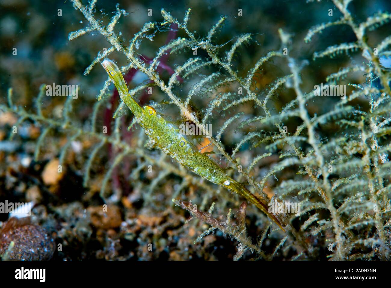 Tozeuma Lanceolatum High Resolution Stock Photography and Images - Alamy