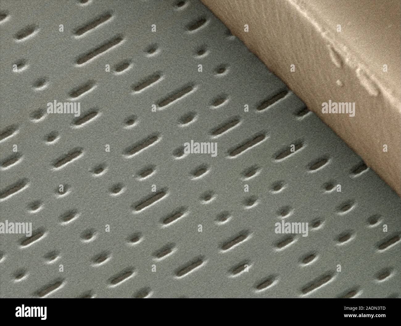 Compact disc surface. Coloured scanning electron micrograph (SEM) of ...