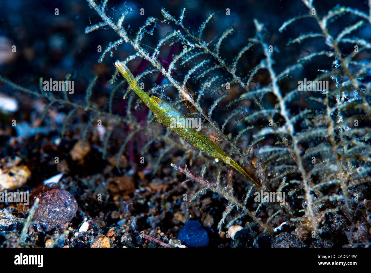 Tozeuma Lanceolatum High Resolution Stock Photography and Images - Alamy