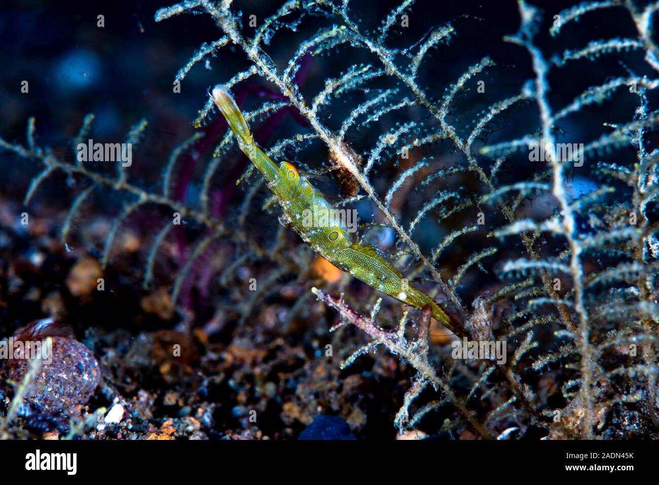 Tozeuma Lanceolatum High Resolution Stock Photography and Images - Alamy